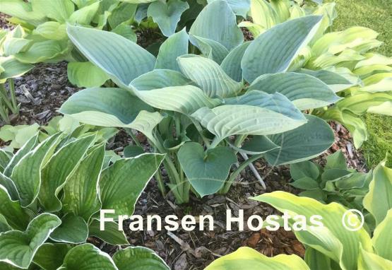 Hosta Gentle Giant - Fransen Hostas